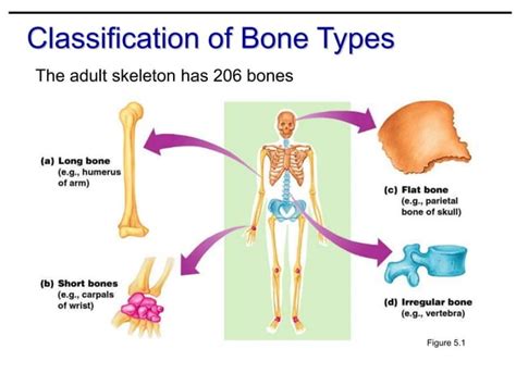 The Skeletal System The Functions Of Bone Classification And