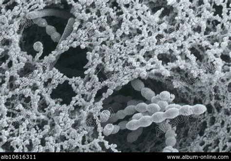 Lactobacillus Bulgaricus Bulgaricus Stockfotos Illustrationen Und