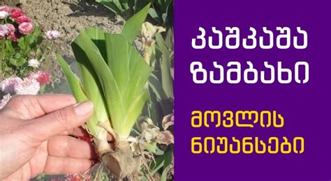 მოვუაროთ ზამბახს გაზაფხულზე