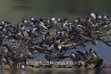 百亿北美旅鸽被吃灭绝，为什么我国燕子没人吃，却年年减少