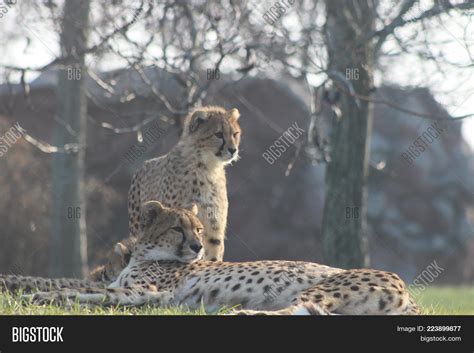 Cheetahs Laying Image And Photo Free Trial Bigstock