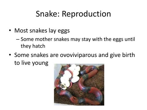 Ppt Groups Of Reptiles Powerpoint Presentation Free Download Id