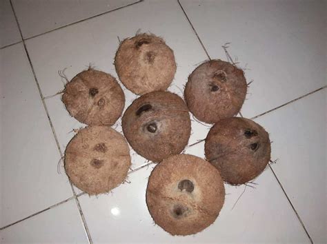 Niyog Isang Mata Isa Bibig Niyog Dalawa Mata Lazada Ph