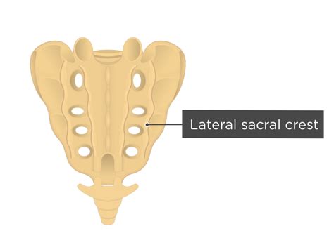 Sacrum Posterior View