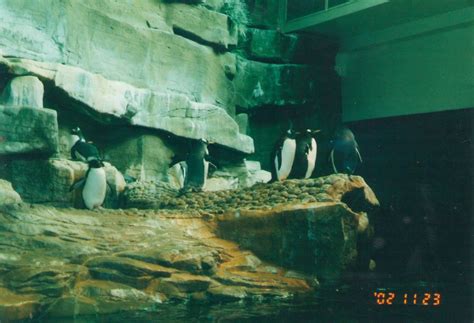 Саруул Эрдэнэ Чикаго хотноо аваачиж аквариум үзүүлсэн би тэгсэн чинь үзээд баясан сууж