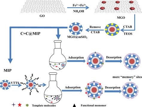 Synthesis Schematic Diagram Of The Mip And Ccmip Download Scientific Diagram
