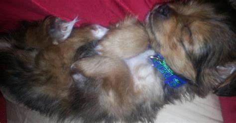 My Newest Joy Hexadecimal He Got Sleepy After Two Bytes Imgur