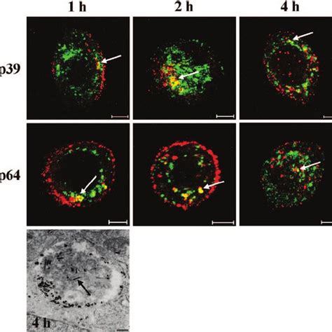 Baculovirus Entry In Hepg2 Cells Analyzed By Electron Microscopy A