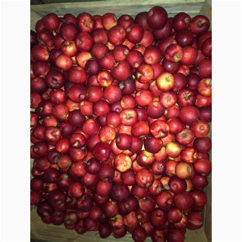 Продам яблука оптом купити яблука оптом — Agro Ukraine
