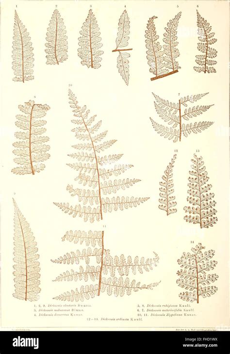 A 1865 Work On The Ferns Of The Present World Using The Fossilized Remains Of Ancient Fern