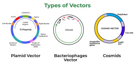 Cloning Vectors CBSE Notes Class GeeksforGeeks