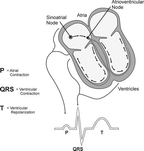 Introduction To Electrocardiography Experiment 8 From Human