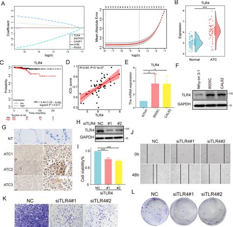 tlr4 regulated the malignant characteristics of atc a the
