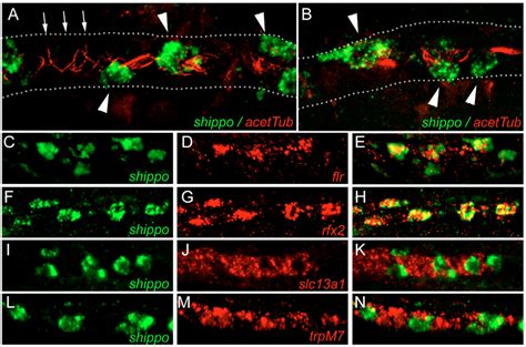 Figure 1 From Notch Signaling Controls The Differentiation Of Transporting Epithelia And