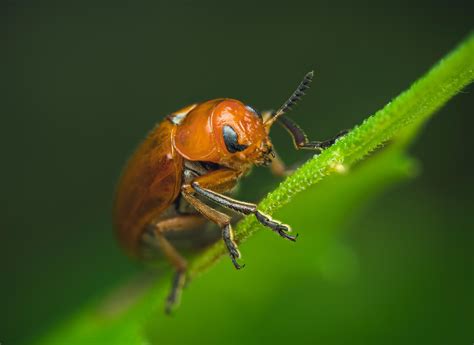 MacroPorn XXXL Small Things