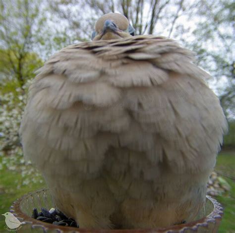 Woman Puts Camera On Bird Feeder In Her Yard Here Is What It Has Caught New Pics Bird