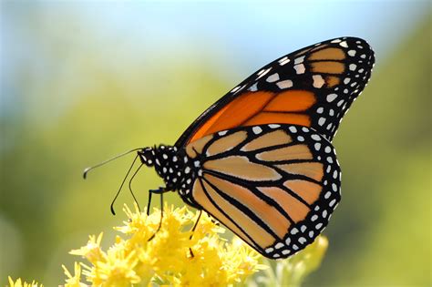 Urban Wildlife Guide Migrating Monarch Butterfly Spectacle Not Just