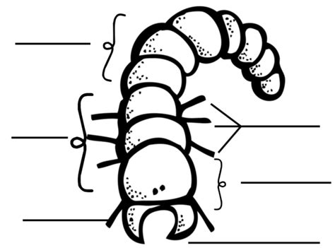 Parts Of A Mealworm Diagram Quizlet