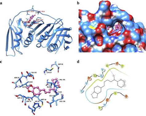 Binding Analysis Of Piperine With Pcna A Ribbon Diagram Of Pcna Download Scientific Diagram