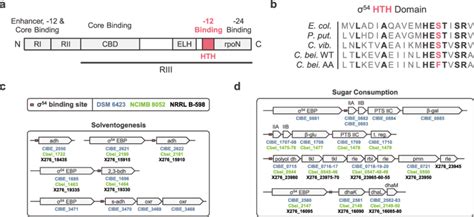 Structural Position Of σ 54 Mutation In C Beijerinckii Dsm 6423 Aa