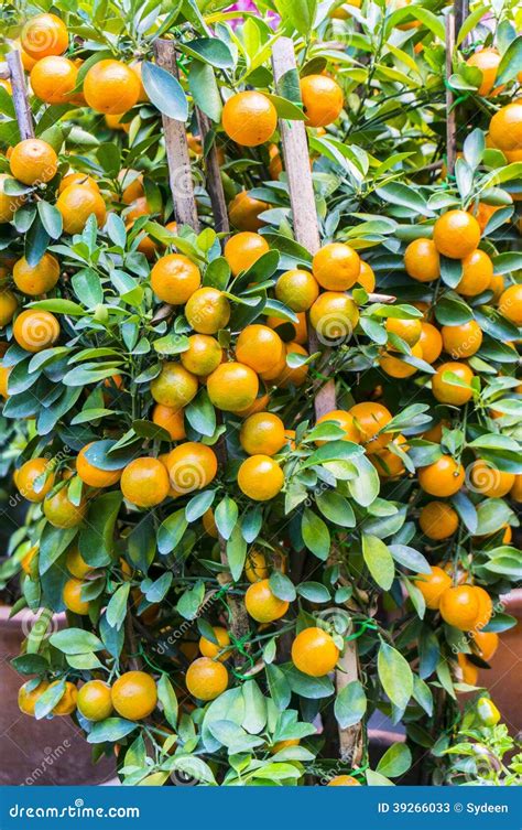 Kumquat Lemon Stock Image Image Of Branch Agriculture