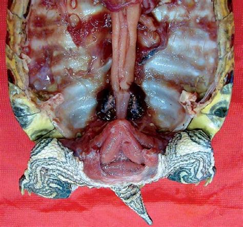 Turtle Internal Anatomy Solved Lab 11 Fall 2020 Painted Turtle