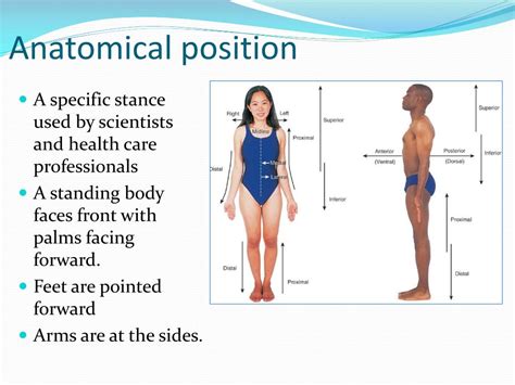 Anatomical Position Terms