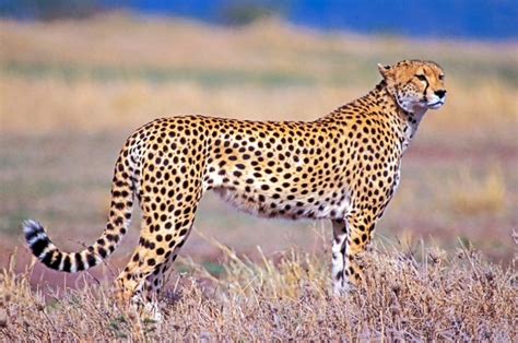 Cheetahs Lion Kinglion Guard Wikia Fandom