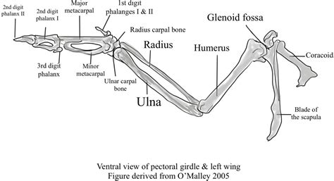 Basics Of Musculoskeletal Anatomy In Birds Veterinary Kinetics Rehab