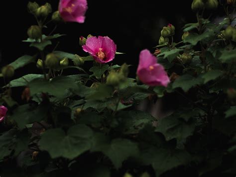 Hibiscus Mutabilis On Behance