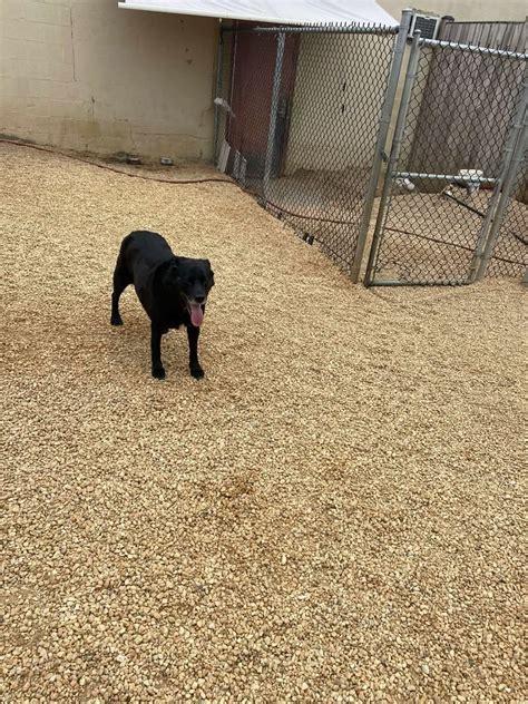 Downtown Dog Downtown Dog Resort And Animal Hospital