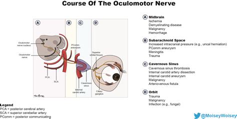 Oculomotor Nerve Pathway Aaron Berkowitz On X Parasymp Cn 3