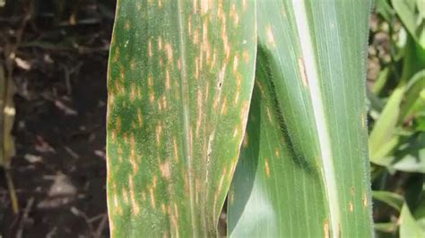 Corn Diseases Gray Leaf Spot Youtube