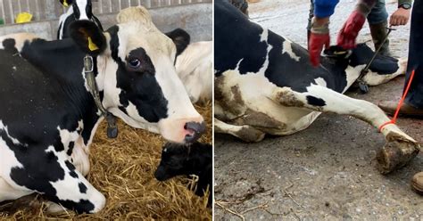 New Exposé Shines Light On Lameness ‘epidemic Among Dairy Cows