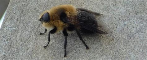 Insect Wallpapers Wallpapersok