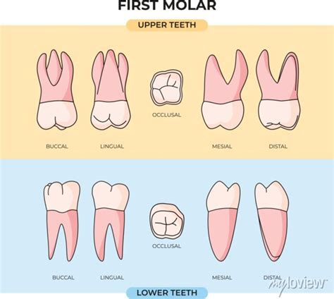 Anatomy Of The First Molars In Various Angles In A Flat Style
