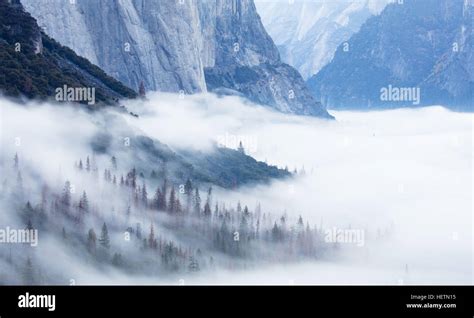 Yosemite Trees In Fog Stock Photo Alamy