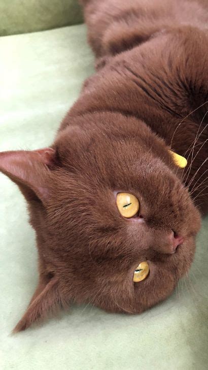 Brown British Shorthair Unveiling Surprising Facts And Unique Traits