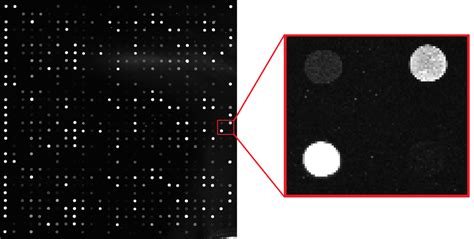 2 Left Image Of A Low Density Cdna Spotted Microarray Dualchip From