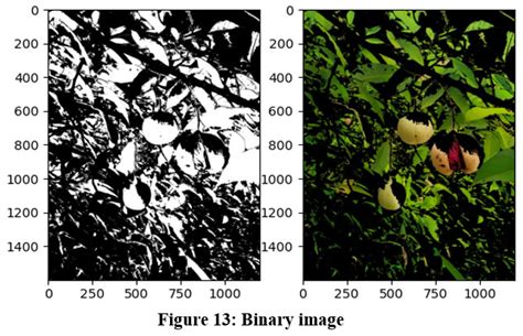Identification Of Mature Nutmeg Using Colour Space Segmentation Algorithm Current Agriculture