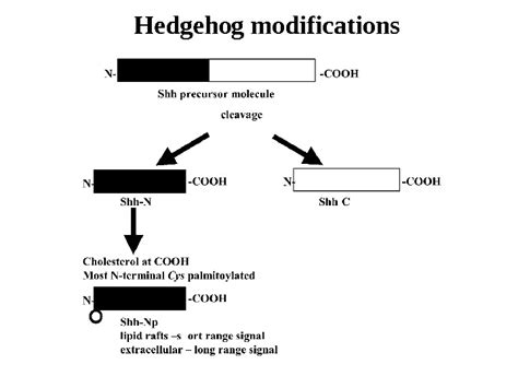 Cadherins Cadherin Signaling Glycogen Synthase Kinase