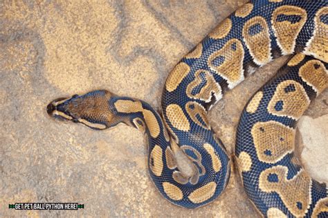 5 Smallest Pet Snakes