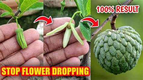 Custard Apple Flower