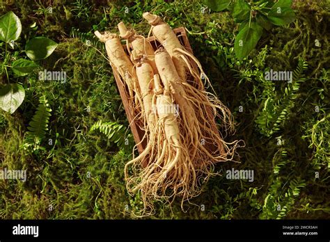 A Lot Of Ginseng Roots Are Stacked On Each Other On The Wooden Tray Ginseng Panax Ginseng Is