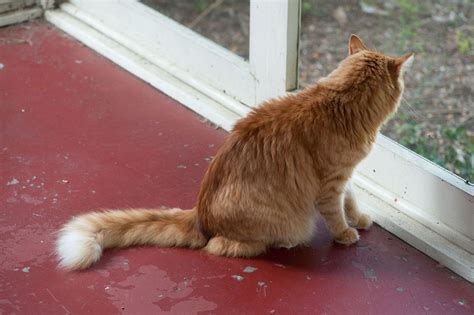 5 Tips For Keeping Your Indoor Cat Happy Hubpages