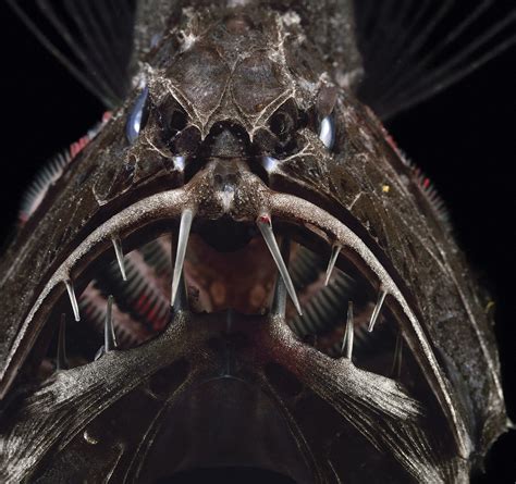 Extreme Deep Sea Animals That Make Light