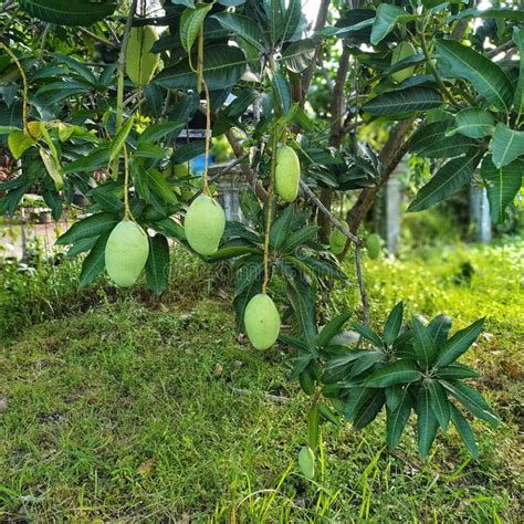 The Small Mangoes Fruit Grow Stock Image Image Of Vitamin Green