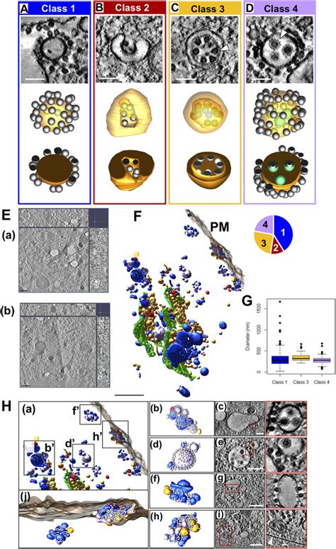 Classification And 3d Analysis Of Four Morphological Forms Of Cpv Ii Download Scientific