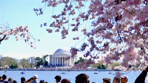 Dcs Cherry Blossom Season Announced Will Peak Bloom Come Early Abc