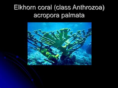 Ppt Box Jellyfish Class Scyphozoa Powerpoint Presentation Free